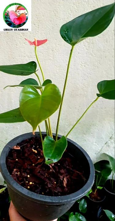 Natural Anthurium Plant - Lady Jane Whisper Variant | Daraz.lk
