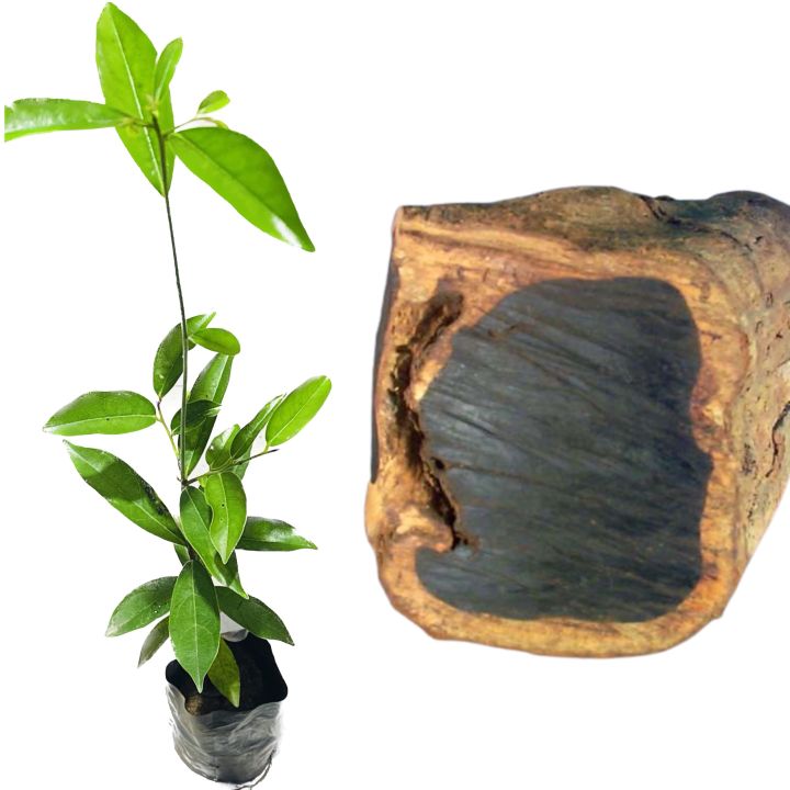 Kaluwara plant Ceylon ebony black wood Diospyros ebenum plant | Daraz.lk