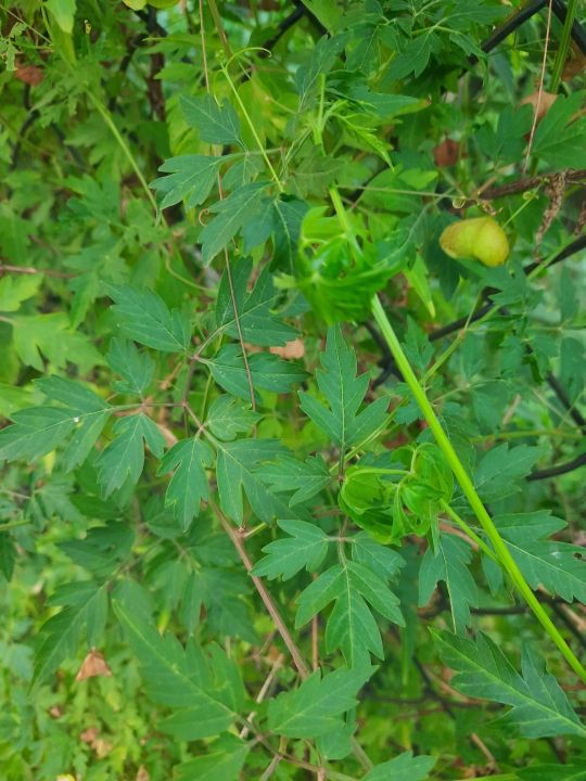 Welpenela seeds , Cardiospermum halicacabum SEEDS , වැල්පෙනෙල. | Daraz.lk