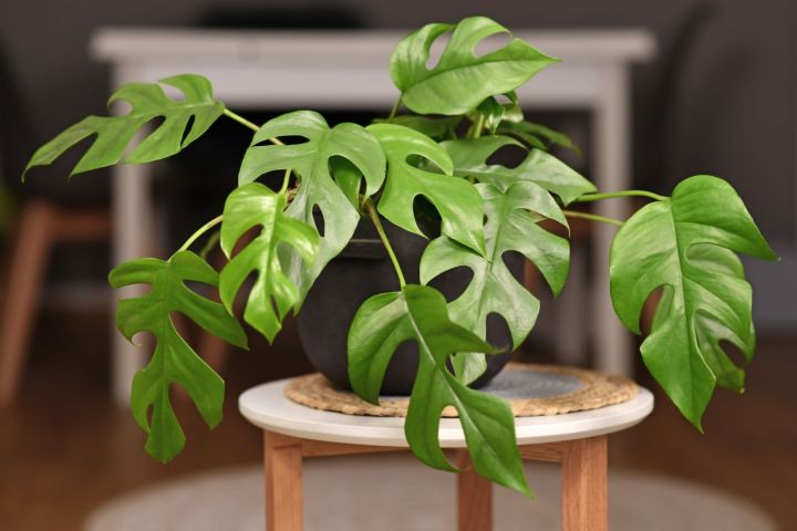 Monstera /Live plant/ Money plant /Lucky plant/ Outdoor plant/ Indoor ...
