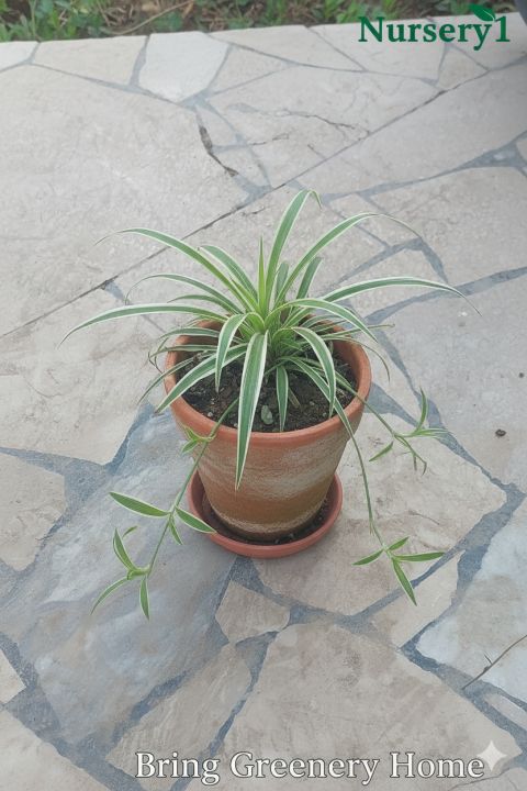 Spider Plant Best Air freshener and Easy to Care Low Maintenance ...