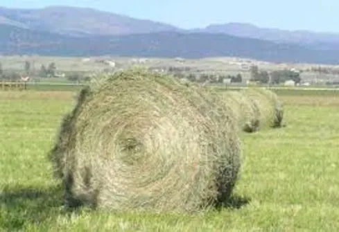 hay rabbit and gini pigs food | Daraz.com.bd