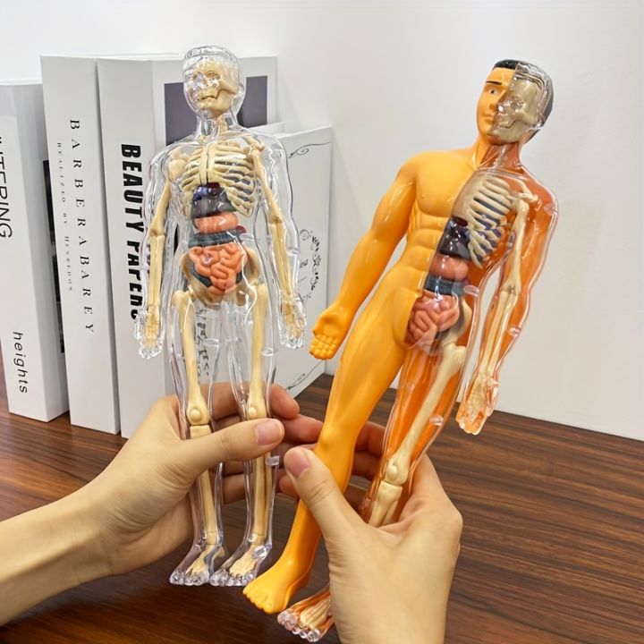 3D Human Body Torso Model For Kid, Anatomy, Skeleton, Removable ...