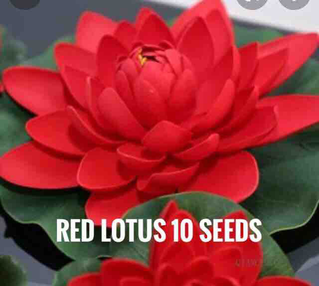 Red lotus flowers 10 seeds for your beautiful home garden | Daraz.lk
