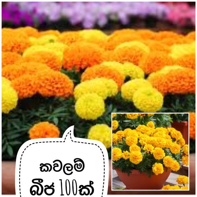 Marigolds mix colours/ orange and yellow colours 100 seeds pack your ...