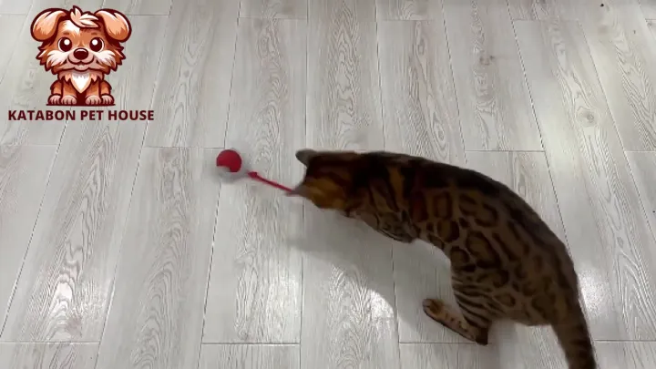 Interactive Cat Toy Ball Super Drive Cat Rolling Balls Motion Activated ...