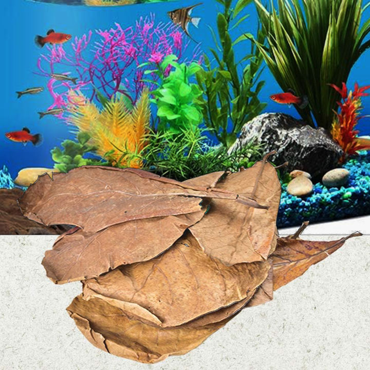 Betta Fish Indian Almond Leaves 15pcs Natural Water Conditioner for PH ...