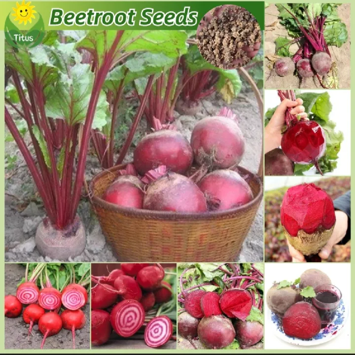 Organic Beet Root Seeds Re-Pack F1 Hybrid-20+Seeds (INDIAN) | Daraz.com.bd