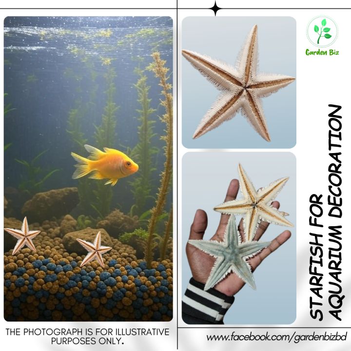 Natural Starfish For Aquarium Decoration and Crafts- 1 PC | Daraz.com.bd
