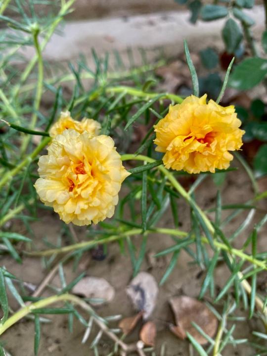 Yellow Gul Dupahri Flower cuttings (10cuttings +1 gift) | Daraz.pk