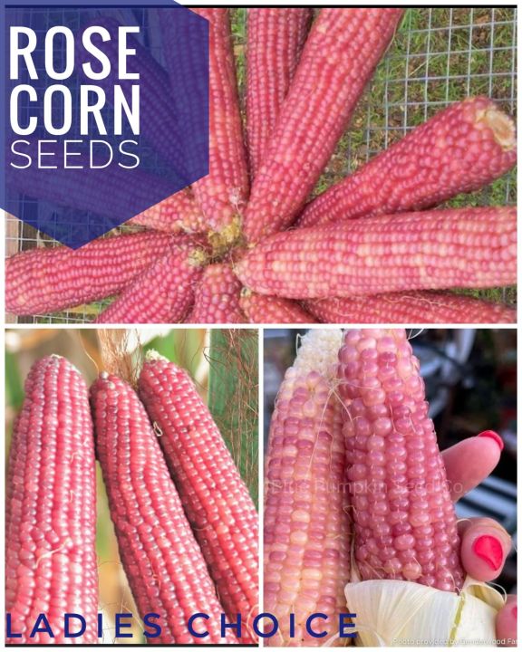 Rose corn seeds pack your home garden | Daraz.lk