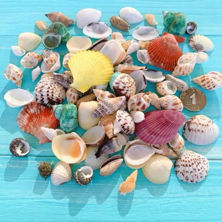 1Box Multiple Styles No Hole Small Cowrie Conch Beads Sea Snail Kit for ...