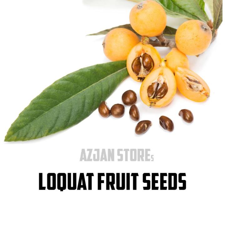 Loquat Tree Seeds (Eriobotrya Japonica) | Daraz.pk