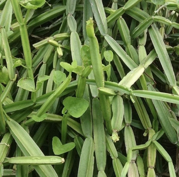 Cissus quadrangularis | Pirandai Plant (பிரண்டை செடி) | Daraz.lk