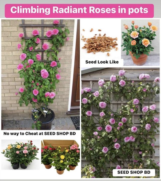 Climbing Radiant Roses in pots IMPORTED -30pcs Seeds | Daraz.com.bd