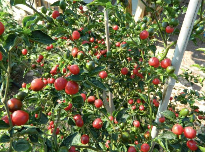 Angel- Red Akabare Khursani Seeds 30 +(Loose Seed) | Daraz.com.np