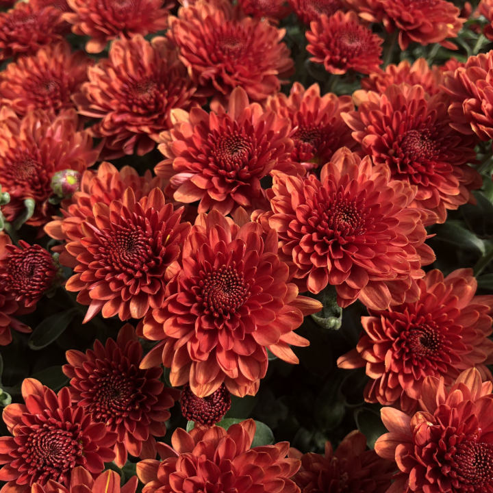 Red kapuru/ red chrysanthemum plant / red mum plant/ flower plant/ live ...