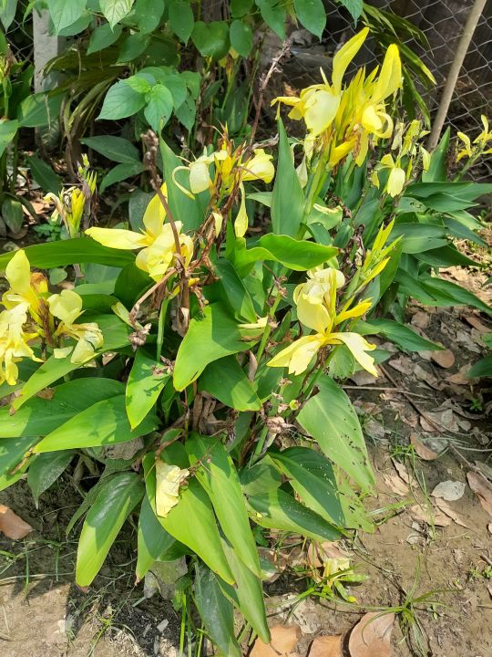 Kalabati flower tree seedlings 5 পিতছ 4 colors | Daraz.com.bd