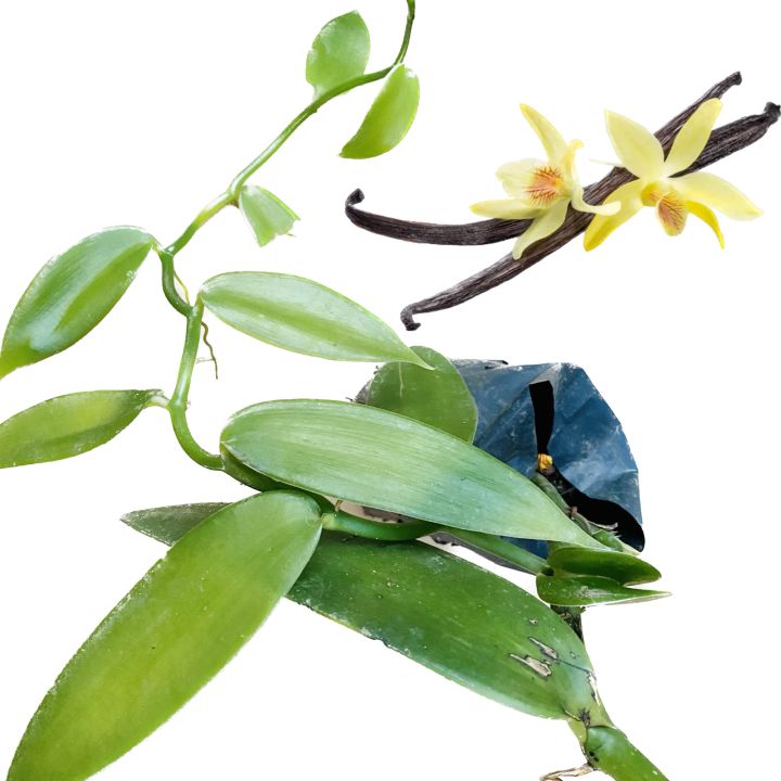 Vanilla plant | Daraz.lk: Buy Online at Best Prices in Srilanka | Daraz.lk
