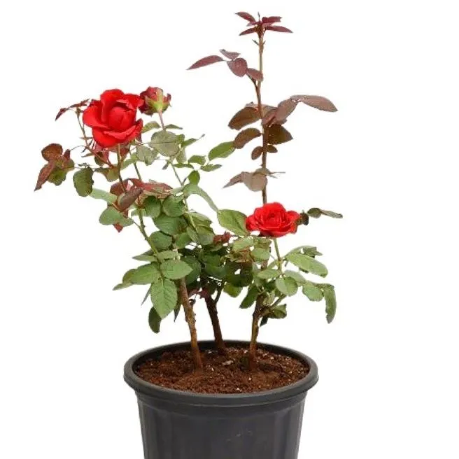 Red Rose Live Plant | Daraz.pk