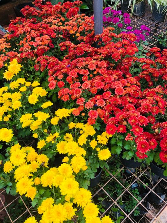 Kapuru flower plant | Daraz.lk