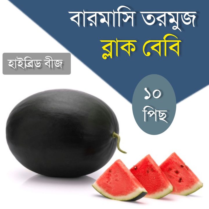 Hybrid Seed (Black Baby) 10 Piece - Tormuj Seed For Rooftop Garden ...