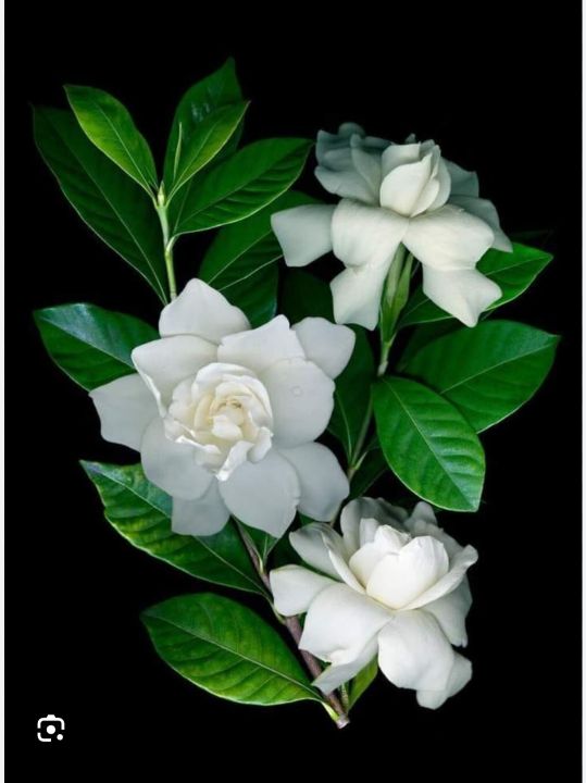 Gardenia Plant | Daraz.lk: Buy Online at Best Prices in Srilanka | Daraz.lk