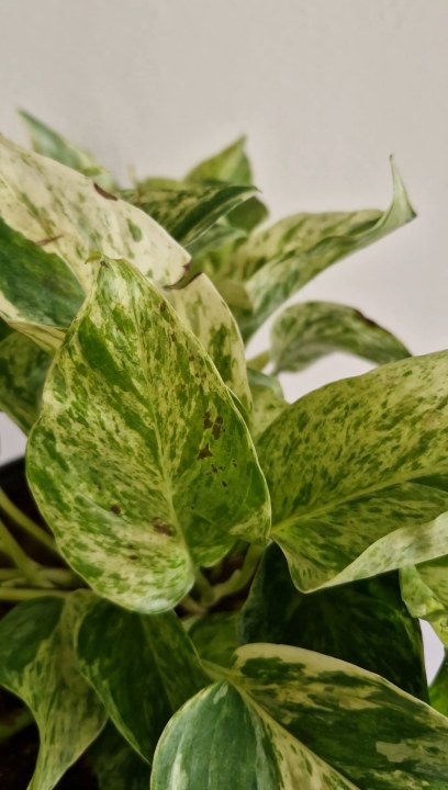 Marble Queen Pothos, Hanging Plant, Green Plant | Daraz.com.np