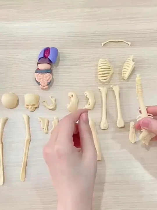 Human Body Torso Model Mannequin Science Education Cognitive Learning ...