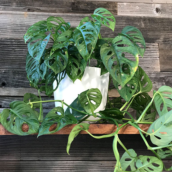 monstera adasonii/Lucky plant/indoor plant | Daraz.lk