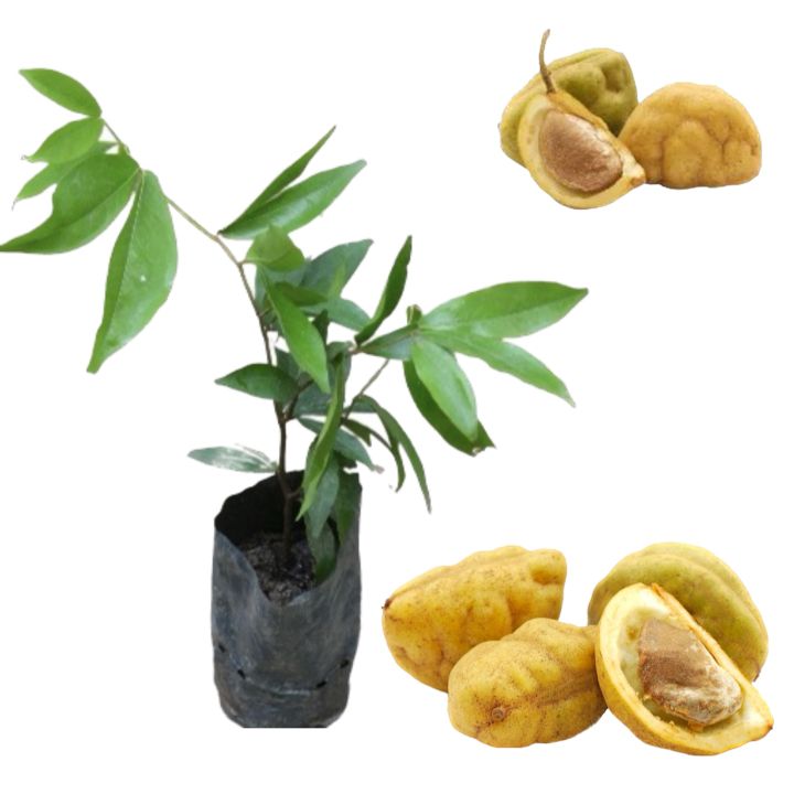 Naminam plant | Daraz.lk: Buy Online at Best Prices in Srilanka | Daraz.lk