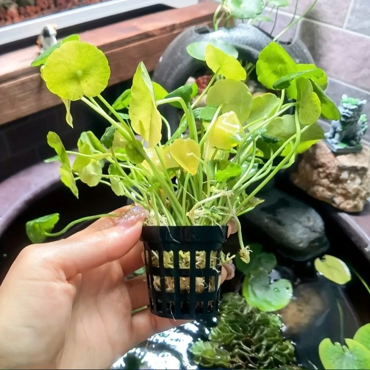 1PC Aquatic Plant Cup, Basket for Fish Tank Plants, ABS Plastic ...