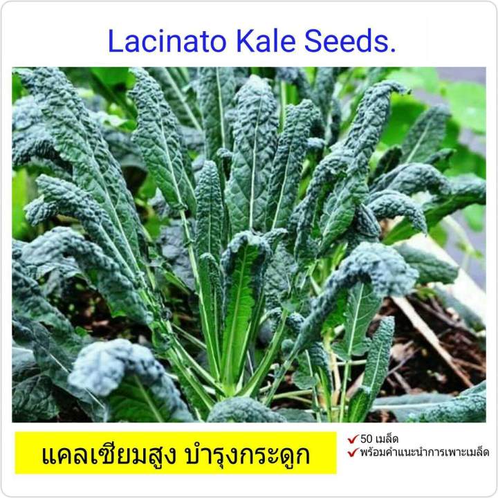 60 seeds lacinato kale dinosaur vegetable garden kitchen Calla NATO ...