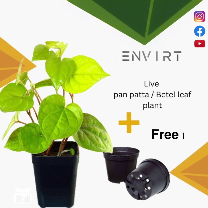 Imported Pan patta Plant | betel leaf with pot plant | Live plant ...