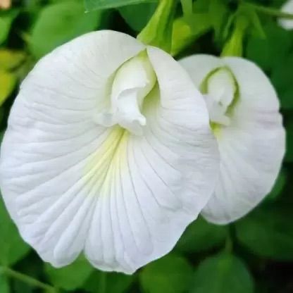 White Butterfly Pea Seeds - Single Petal Clitoria Ternatea - Katarolu ...
