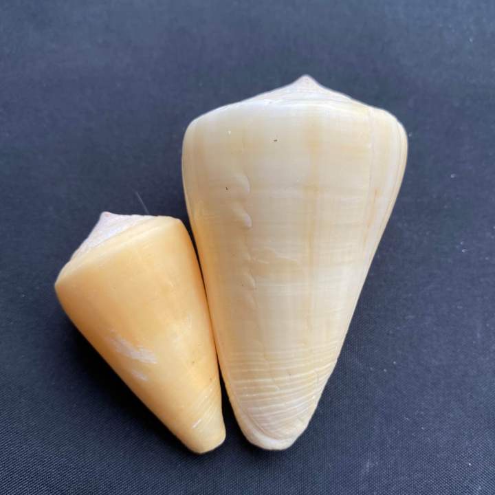 White CONUS shell, white CONUS shell, 4-7cm Xiao Yu Luo | Shop.com.mm