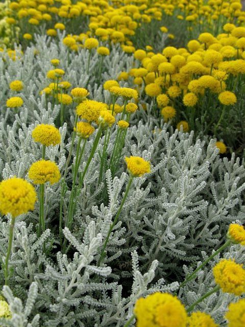 Lavender Cotton Plant herb plant | Daraz.lk