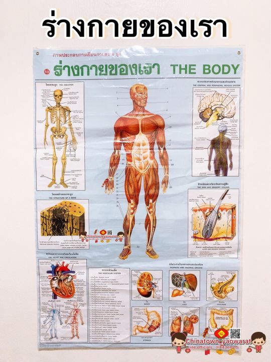 Education illustration our body poster image learning our body science ...
