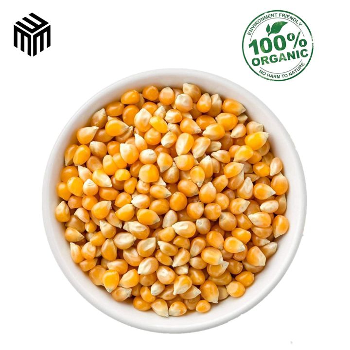 Popcorn Seed 500 g , Corn Swat American , Popcorn, Corn For Popcorn ...