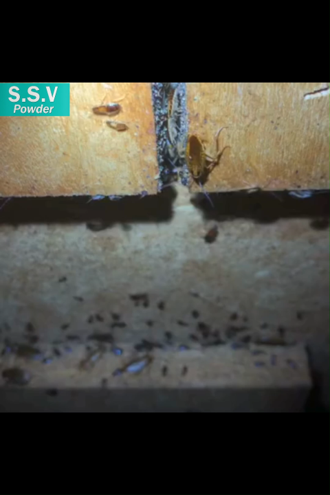 SSV Cockroach Killer Powder – Strong Insect Killer Powder, Cockroach ...