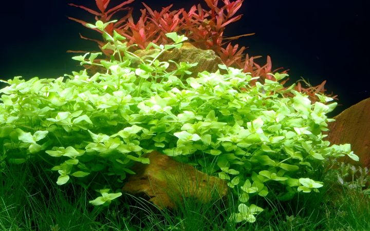 Bacopa Australis Live Green Aquarium Plant (Panir Gach) | Easy to Grow ...