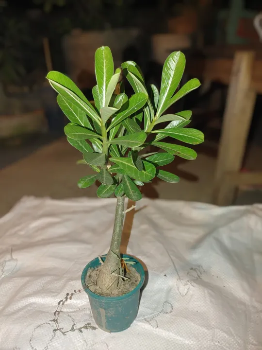 adenium tree 2 years + | Daraz.com.bd