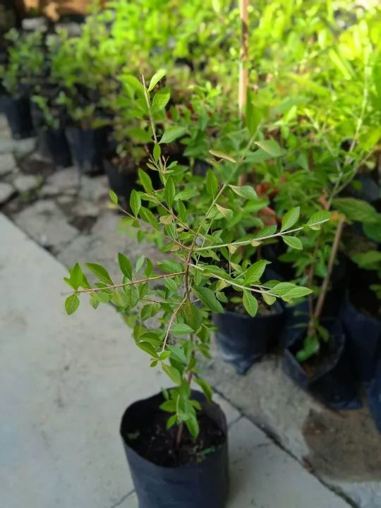 Marathondi plants, Henna plants, Medical plants | Daraz.lk