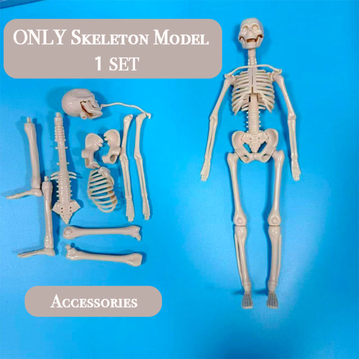 Assembly Human Skeleton Organ Model Toys Children's Science Education ...