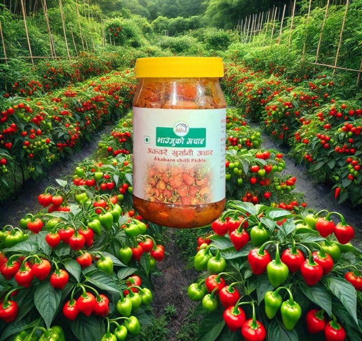 Bhaujuko Achar Akabare (Dalle) Khurshani ko Achar 300 Gm | Daraz.com.np