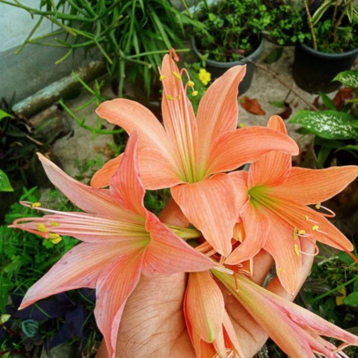Amaryllis lily Bulb 2 Piece (Medium Size) Lily Flower Bulb for garden ...