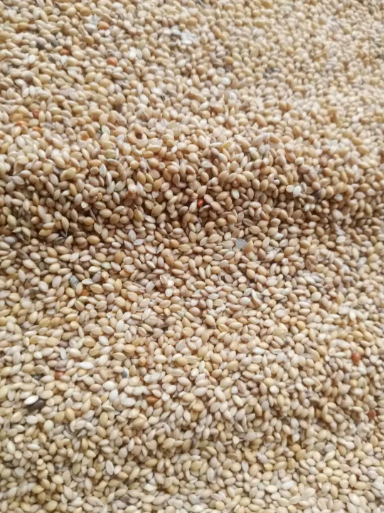 Kangani, bareek kangani, white kangani,Millet Seeds, Birds feed,Birds ...