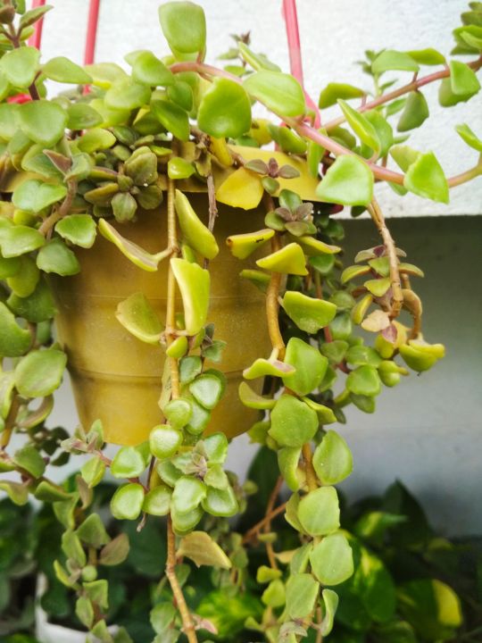 Baby tear plant( 4.5) inc Tobe set kora + Time ful gift. | Daraz.com.bd