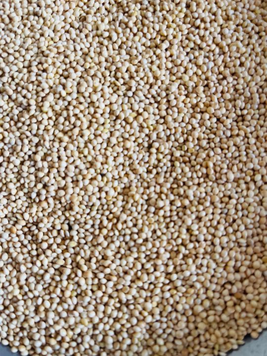 White millet for Birds 500 gm | Daraz.com.bd