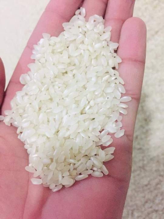 Swati Famous Begami MOTA Rice (2kg) | Daraz.pk